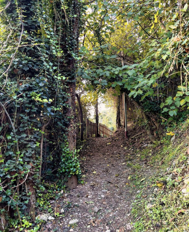 Coneix el passeig de la senda botànica Calduch junt al Millars este cap ...